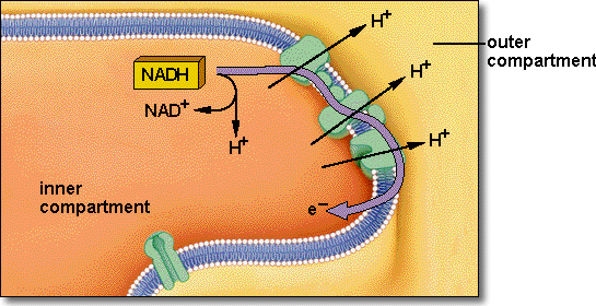 Cell respiration and photosynthesis