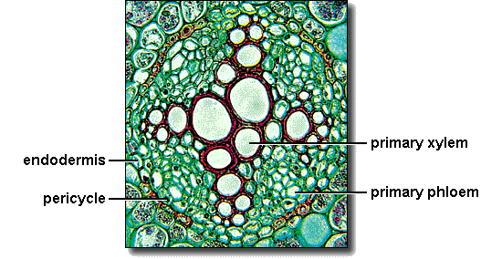 Plant science
