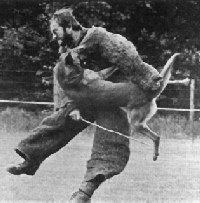 Bolivian dog training