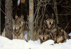 If the navigator buttons do not work, hit CMD + R five times to reload ...