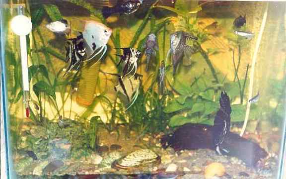 Sliki od Akvariumski ribi sto gi imam cuvano pred 3-4 god