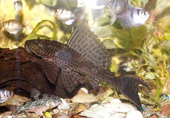 Sliki od Akvariumski ribi sto gi imam cuvano pred 3-4 god