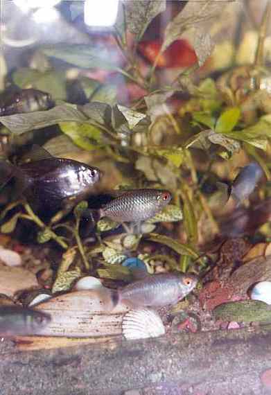 Sliki od Akvariumski ribi sto gi imam cuvano pred 3-4 god