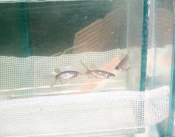 Sliki od Akvariumski ribi sto gi imam cuvano pred 3-4 god