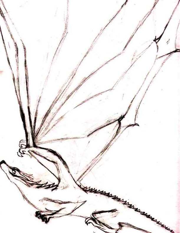 Dragon Drawings