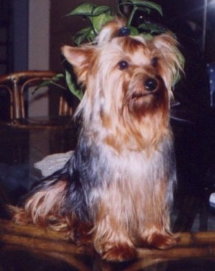 Historia de los Yorkies
