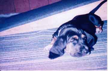 ~/*Matt Zell's Picture Palace*\~