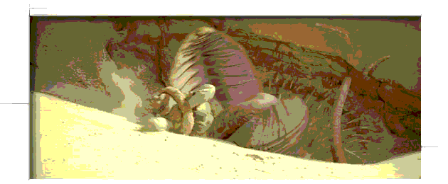 sarlacc